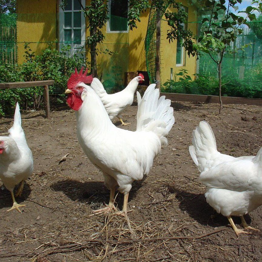 Петух леггорн