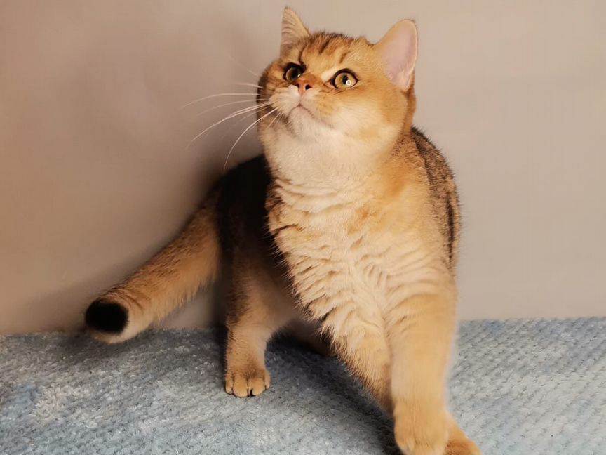 Клубный британец яркое золото