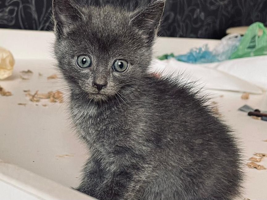 Славный котенок ищет семью