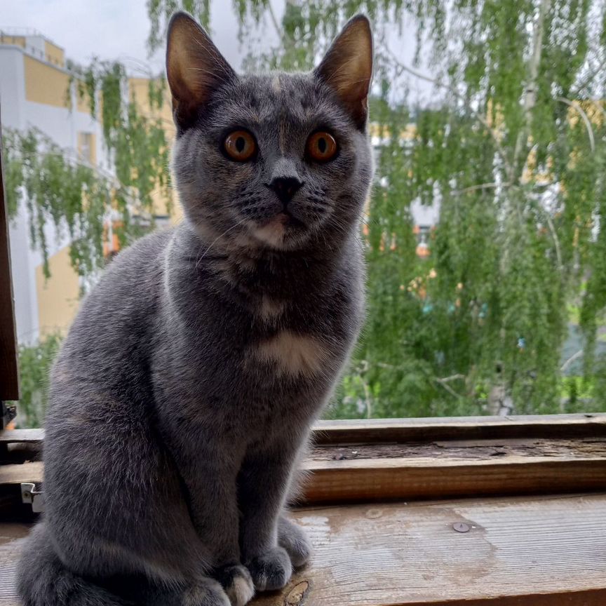 Отдам в добрые руки, связи переездом