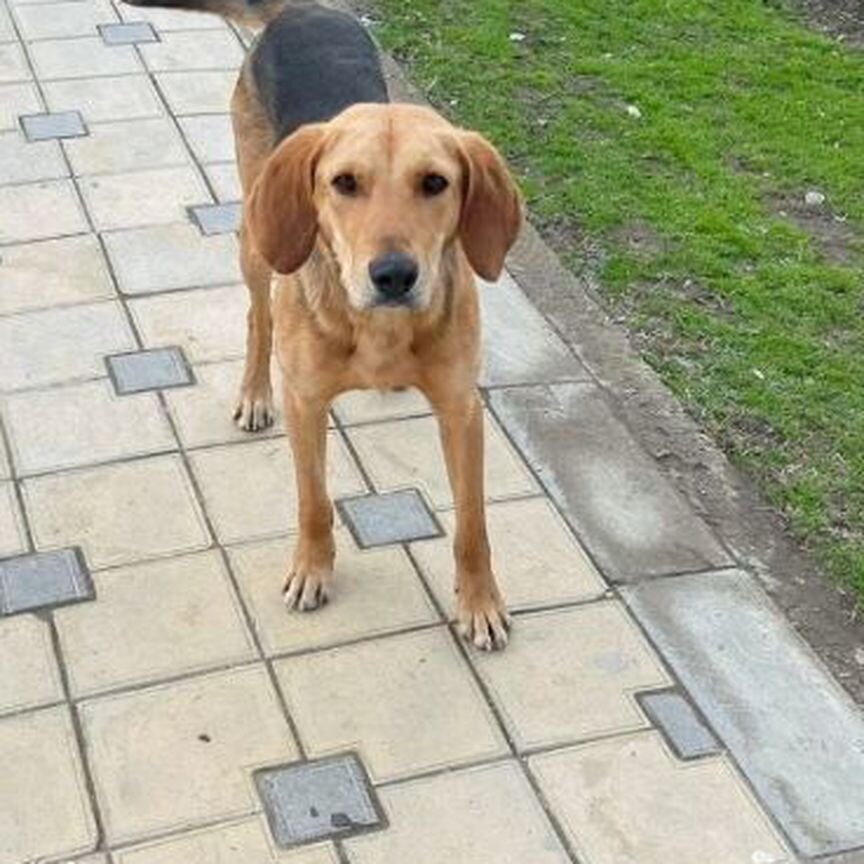 Собака в добрые руки,бездомная