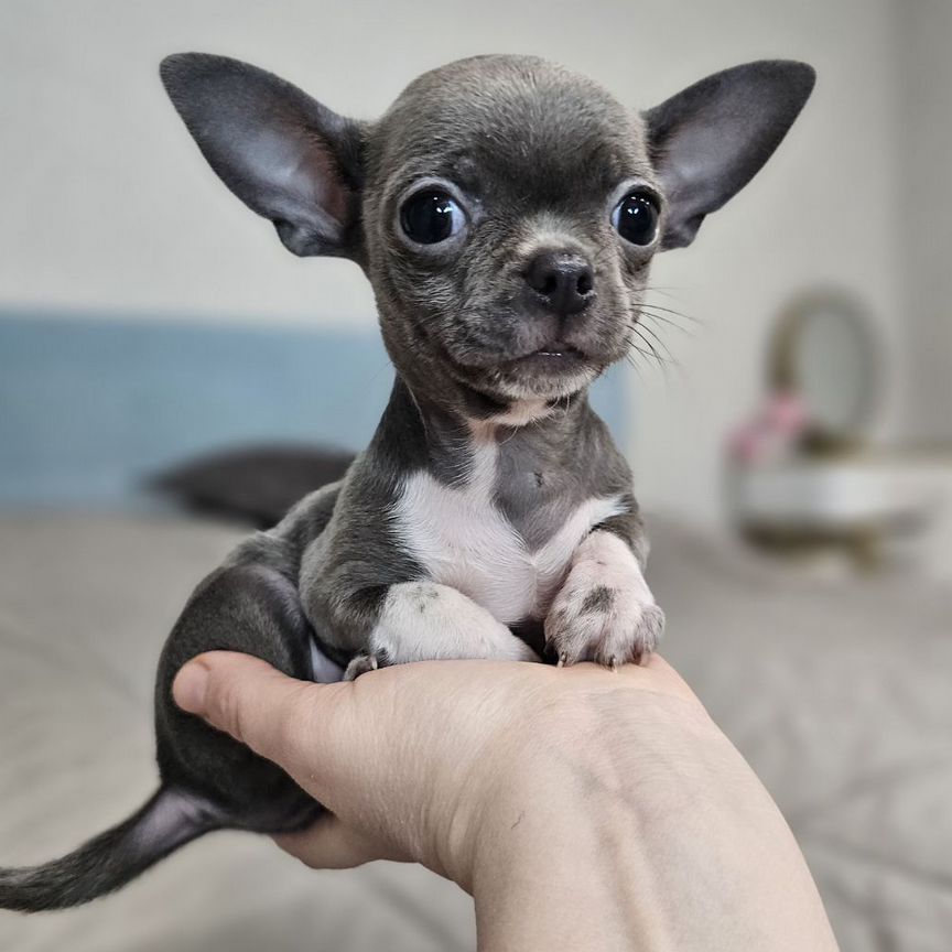 Чихуахуа, щенок