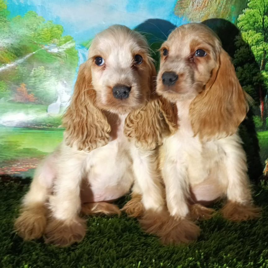 Английский кокер спаниель, мальчик РКФ