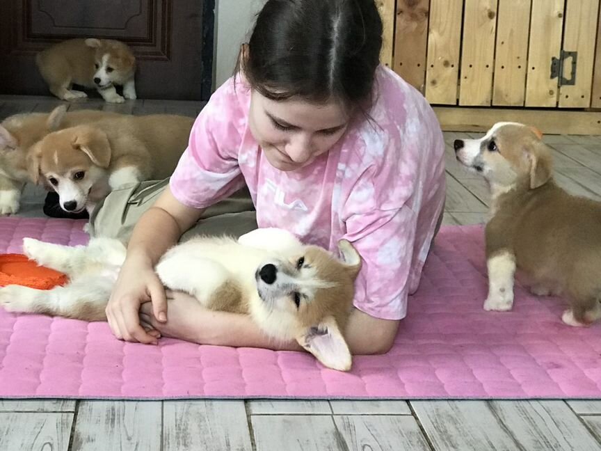 Самые солнечные коржики