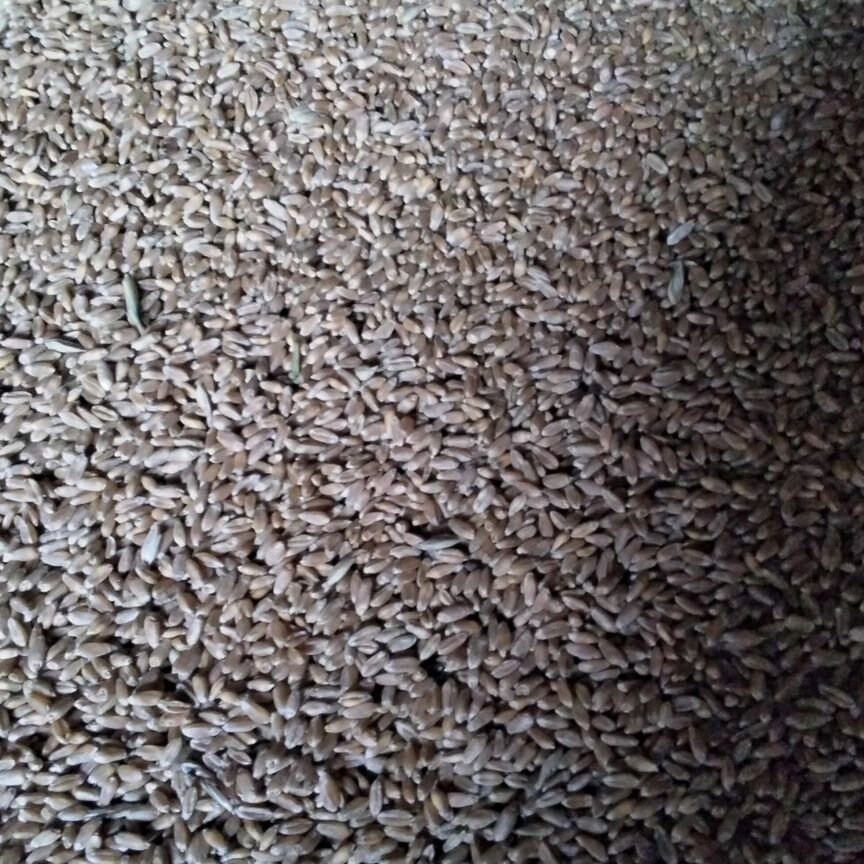 Пшеница мягкая 3 класс