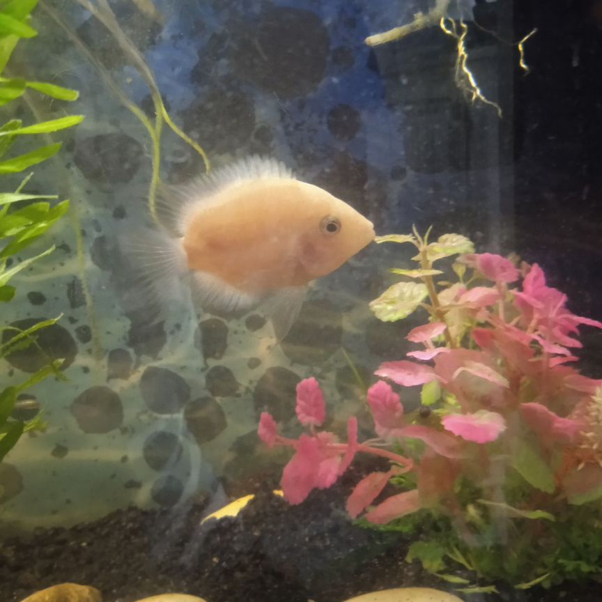 Аквариумные рыбки