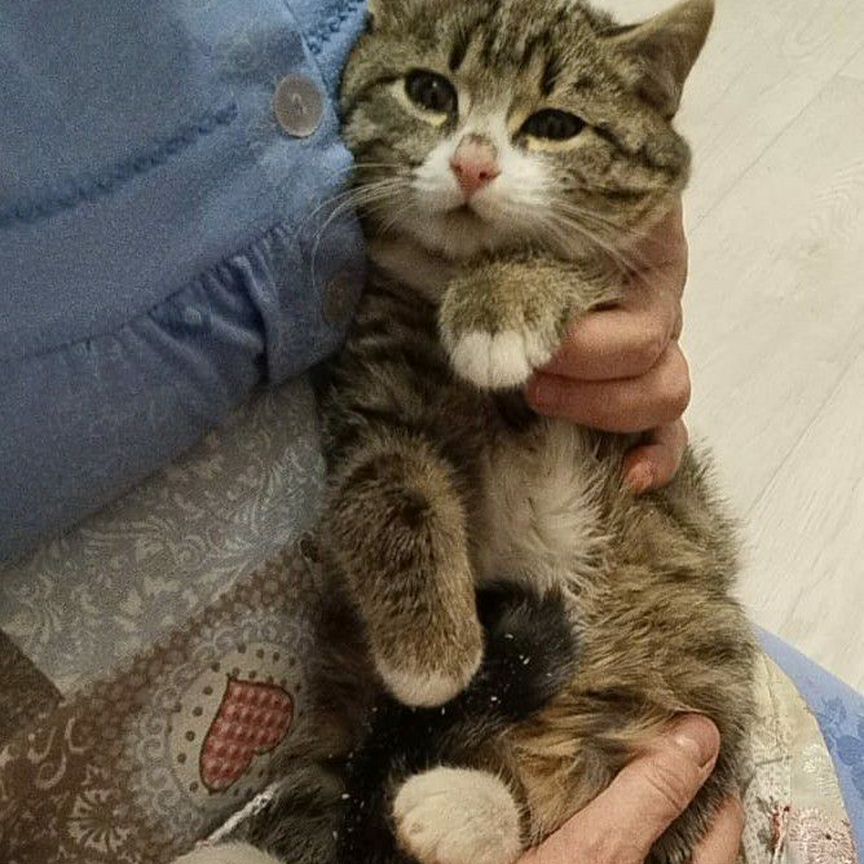 Котенок-медвежонок в поисках семьи