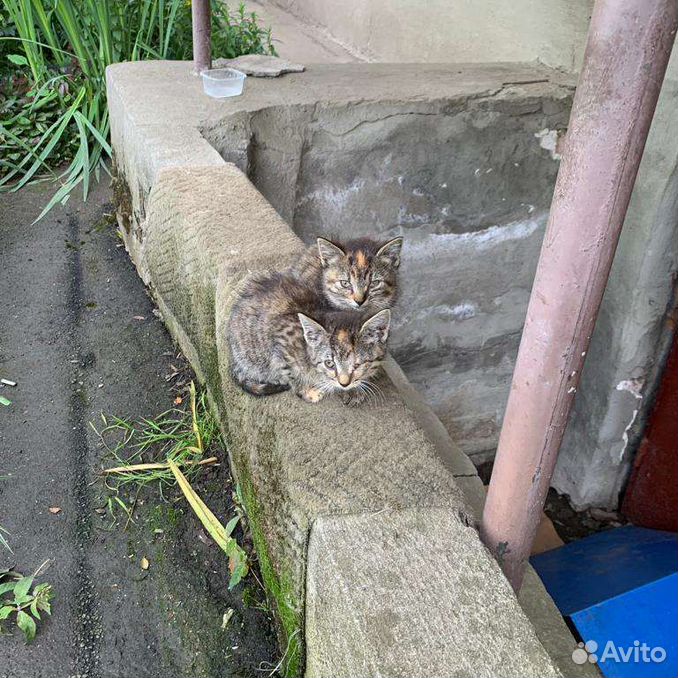 Детки со звёздочкой на лбу