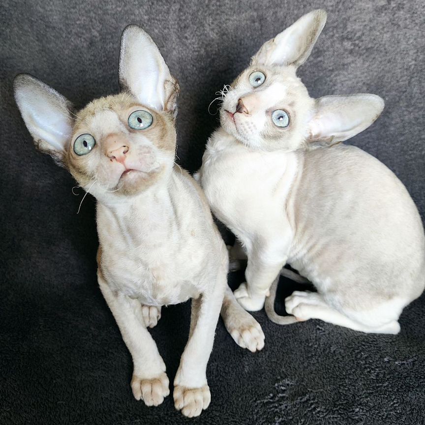 Котята
