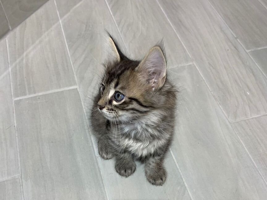 Котята бенгальской кошки