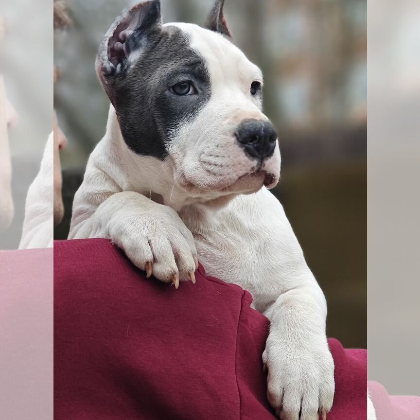 Американский стаффордширский терьер, щенок