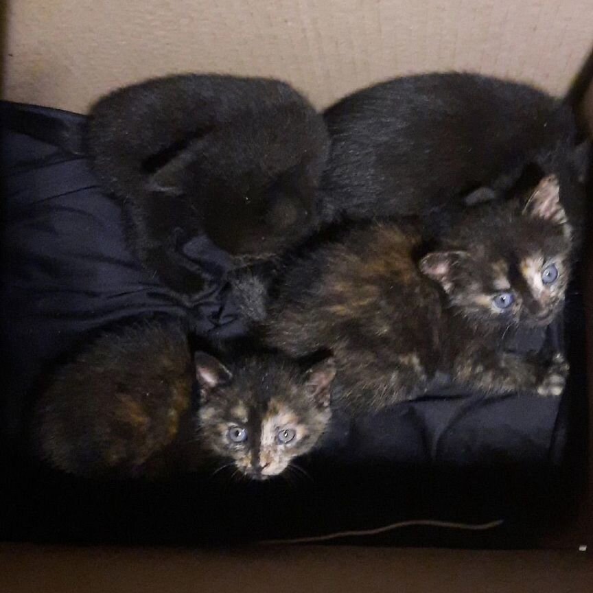 Котята в добрые руки