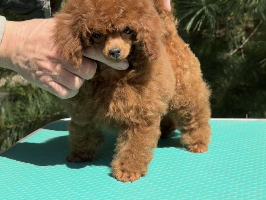 Той-пудель красный и мерле