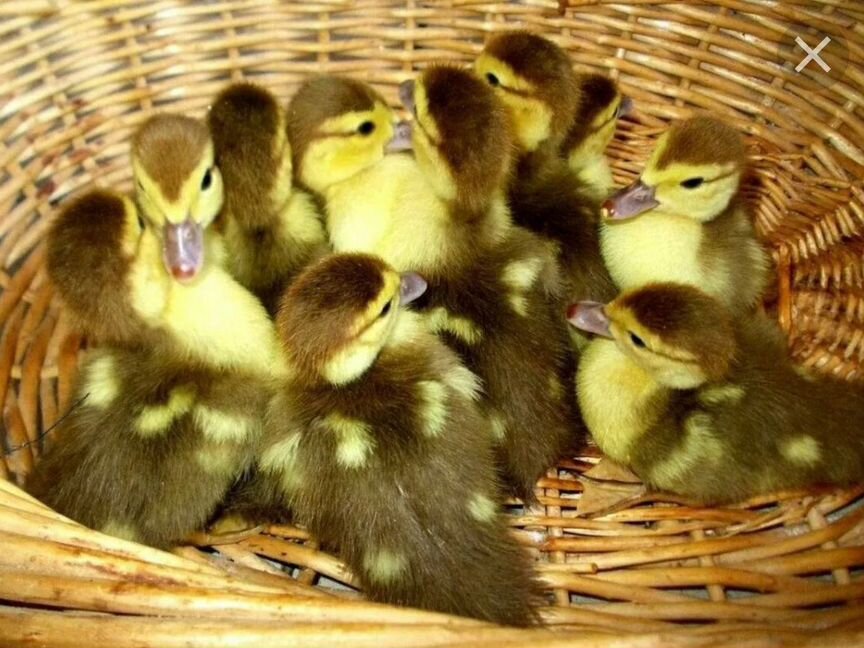 Утята индоутки суточные