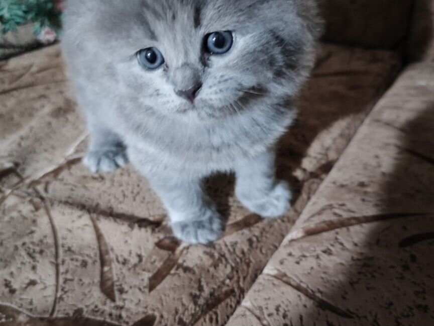 Обыкновенный котенок