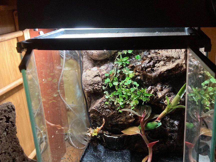 Оформленный террариум Exo terra