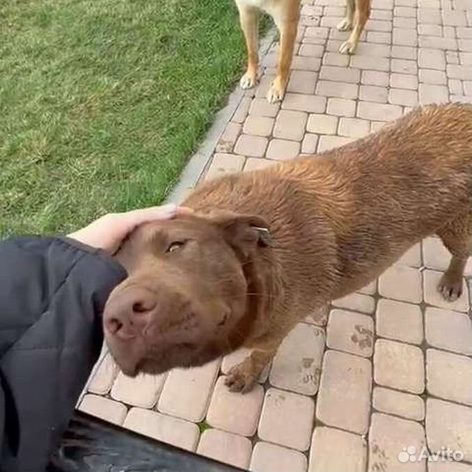 Каштан супер пёс ищет дом