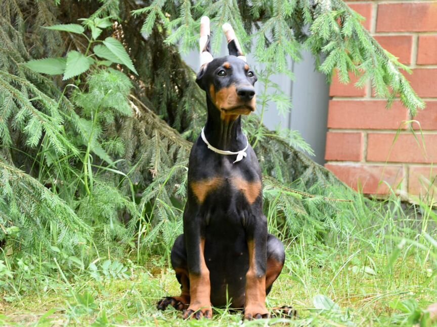 Щенки добермана