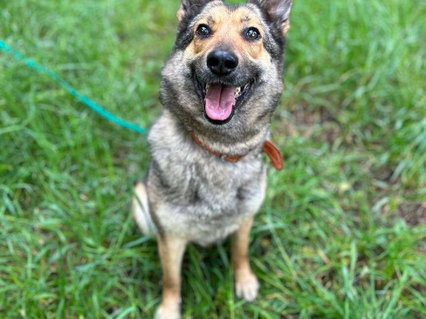 Собака в добрые руки