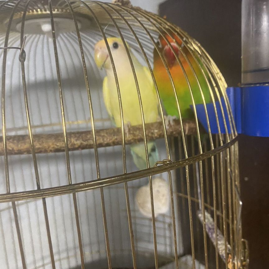 Попугаи неразлучники