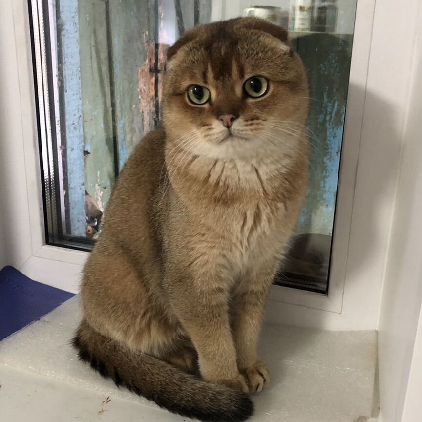 Шотландская вислоухая короткошёрстная кошка, взрослая