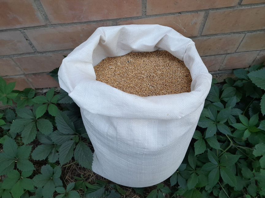 Пшеница мелкозёрка