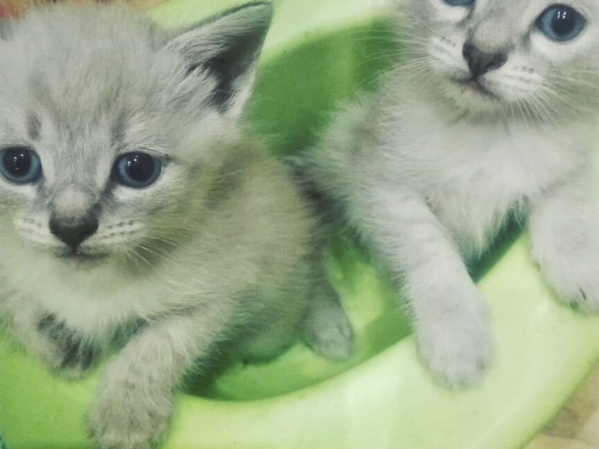 Котята отдам бесплатно