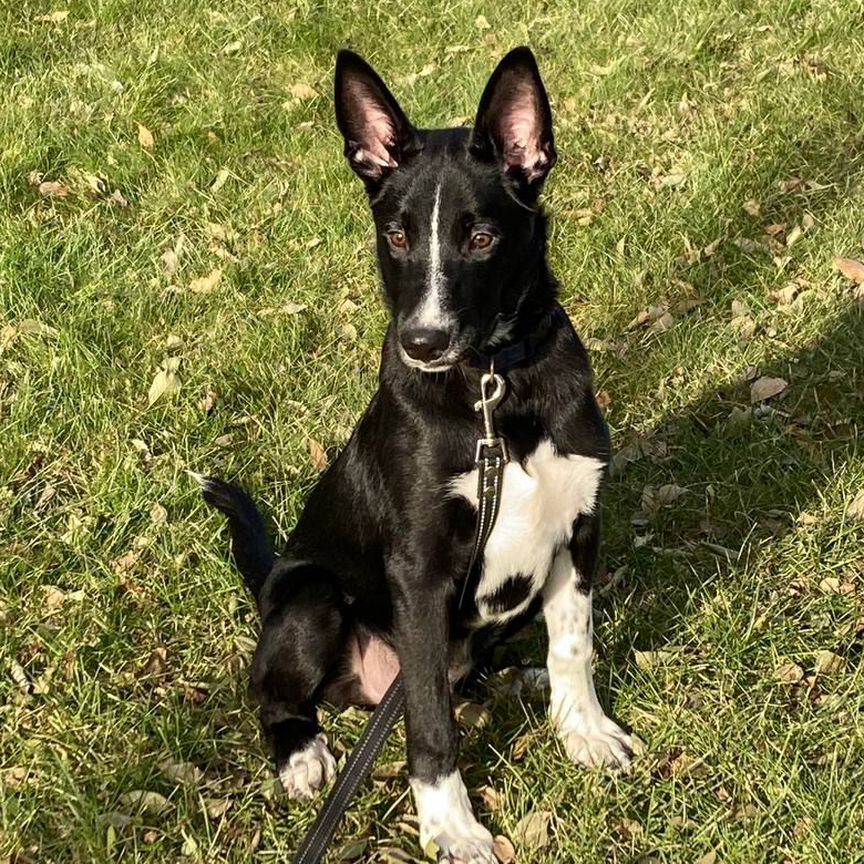 Щенок в добрые руки