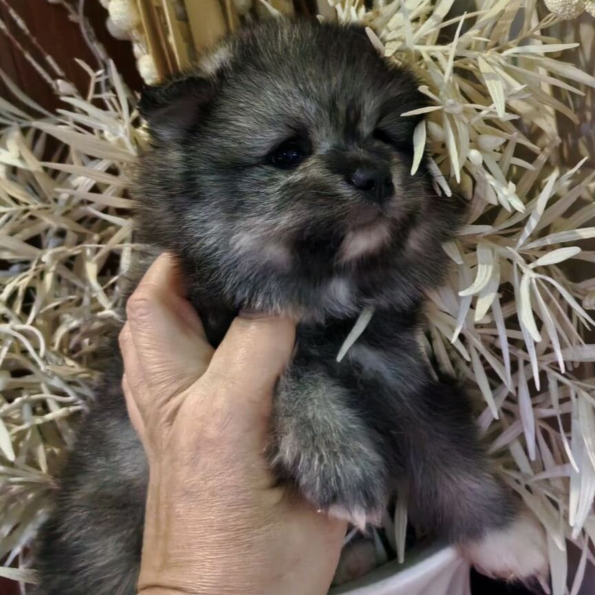 Немецкий шпиц, щенок