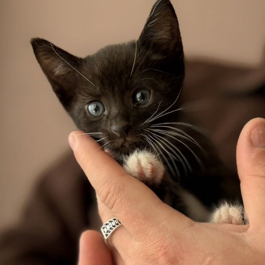 Котёнок в добрые руки
