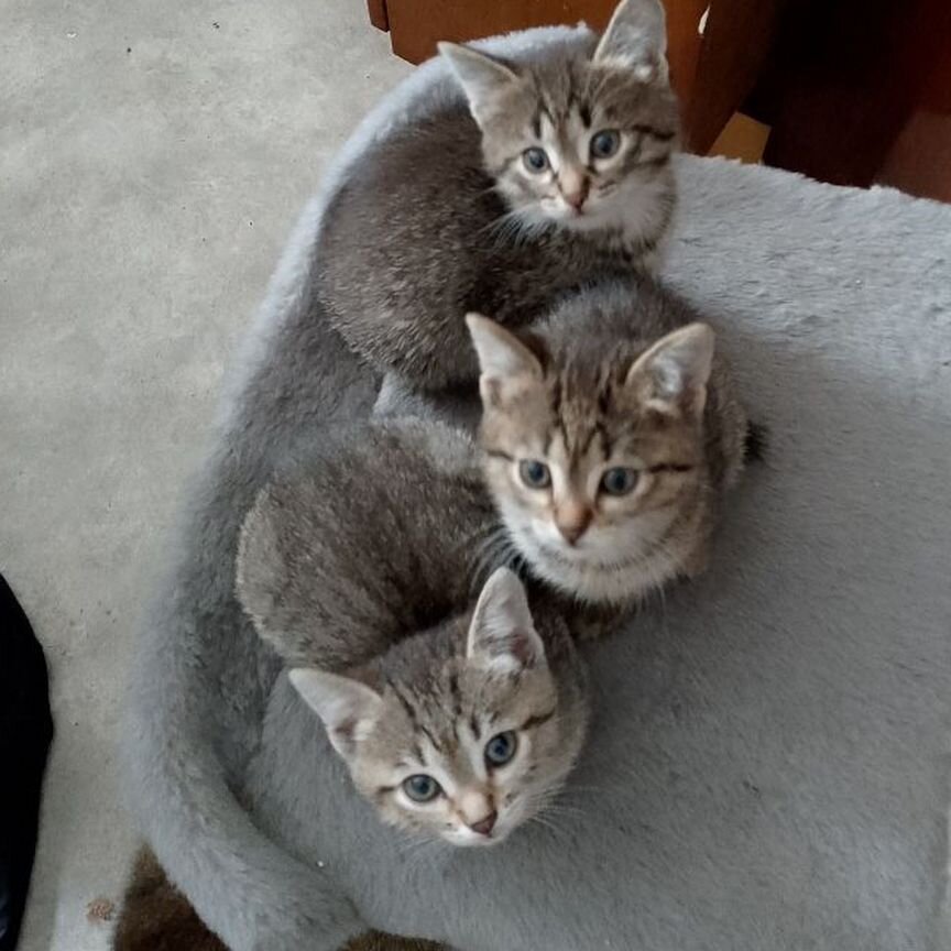 Котёнок от частного владельца