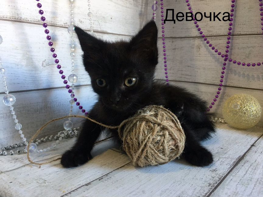 Кошки в добрые руки