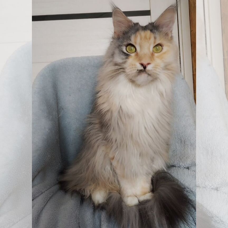 Мейн-кун, взрослая кошка