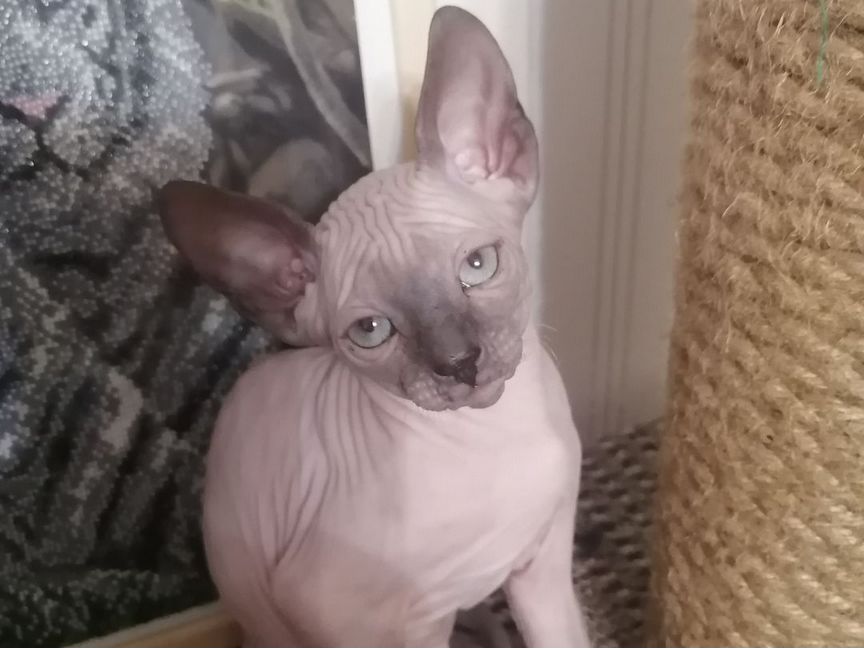 Донской сфинкс котята