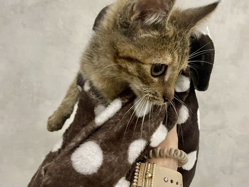 Котенок бесплатно
