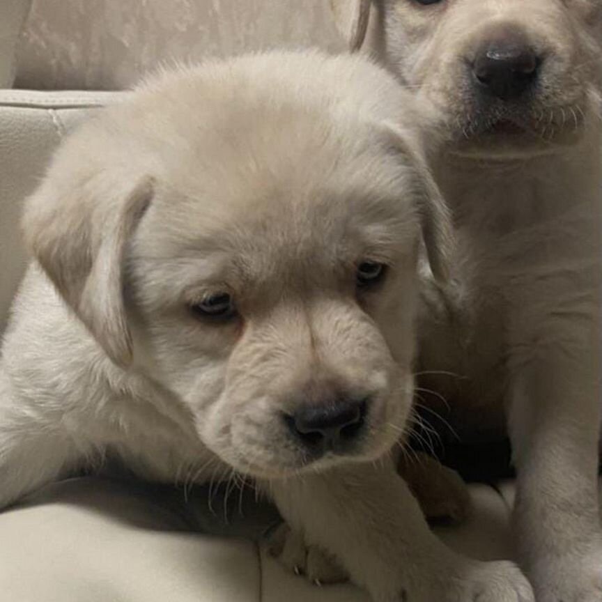 Щенки лабладора