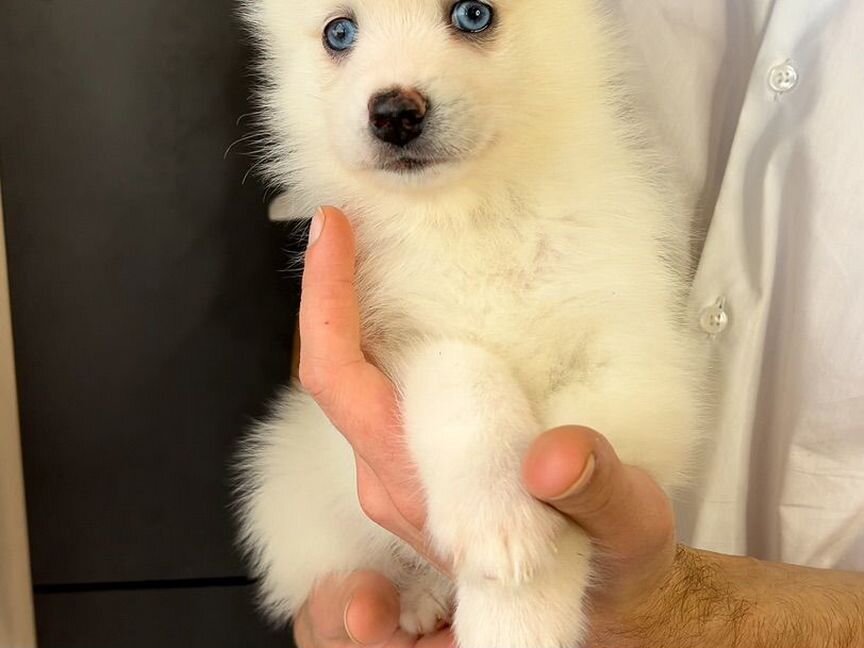 Белый мальчик Помски