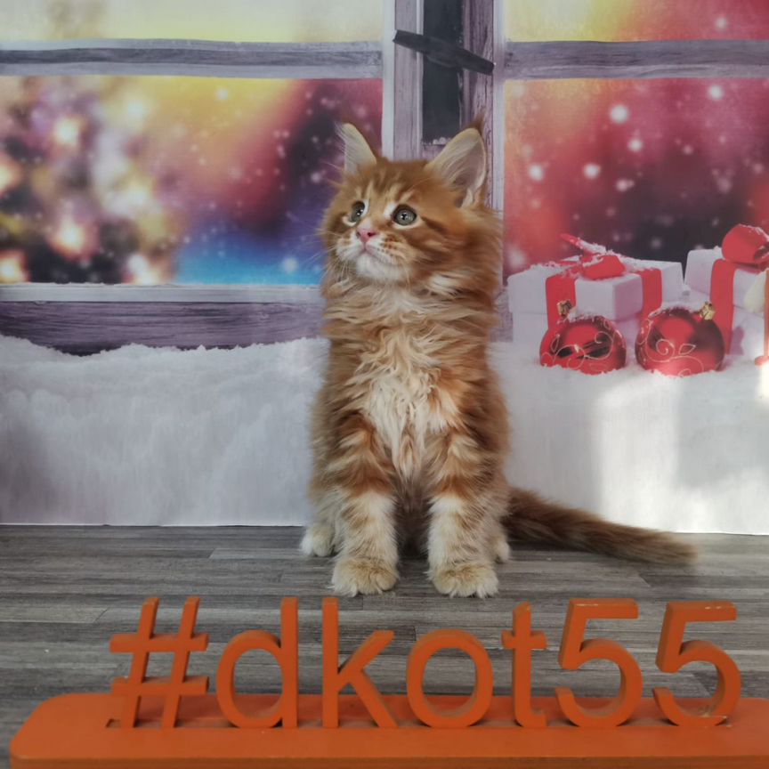 Клубные котят