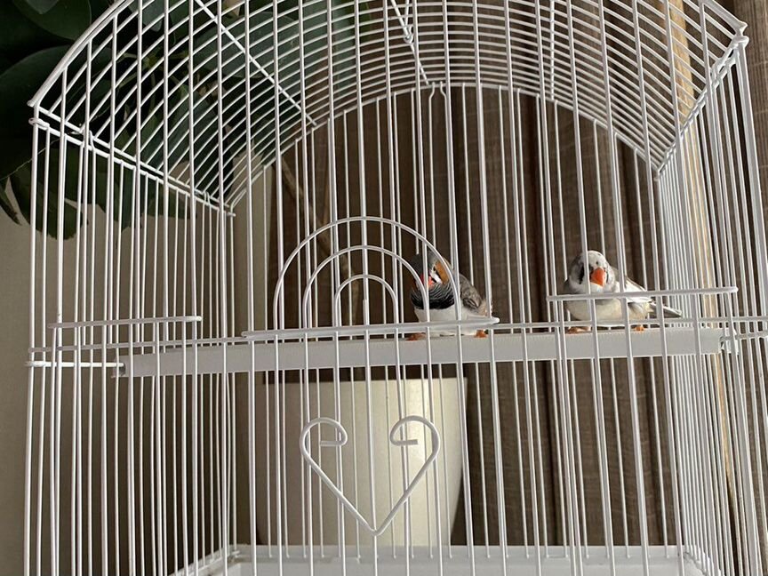 Амадин, птички