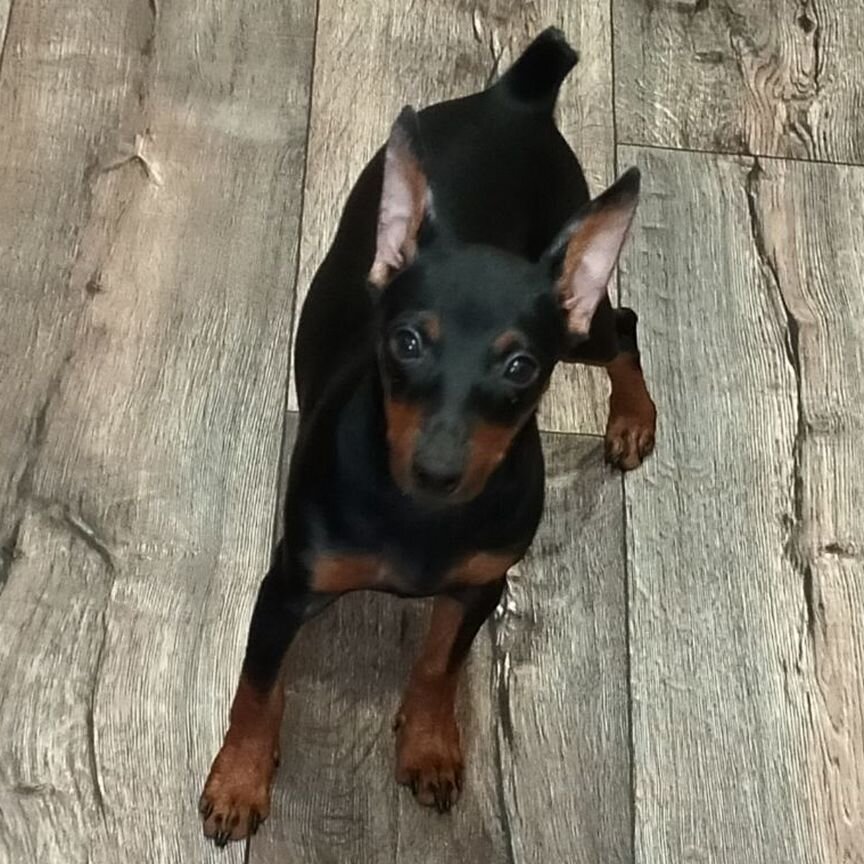 Щенки цвергпинчера мини