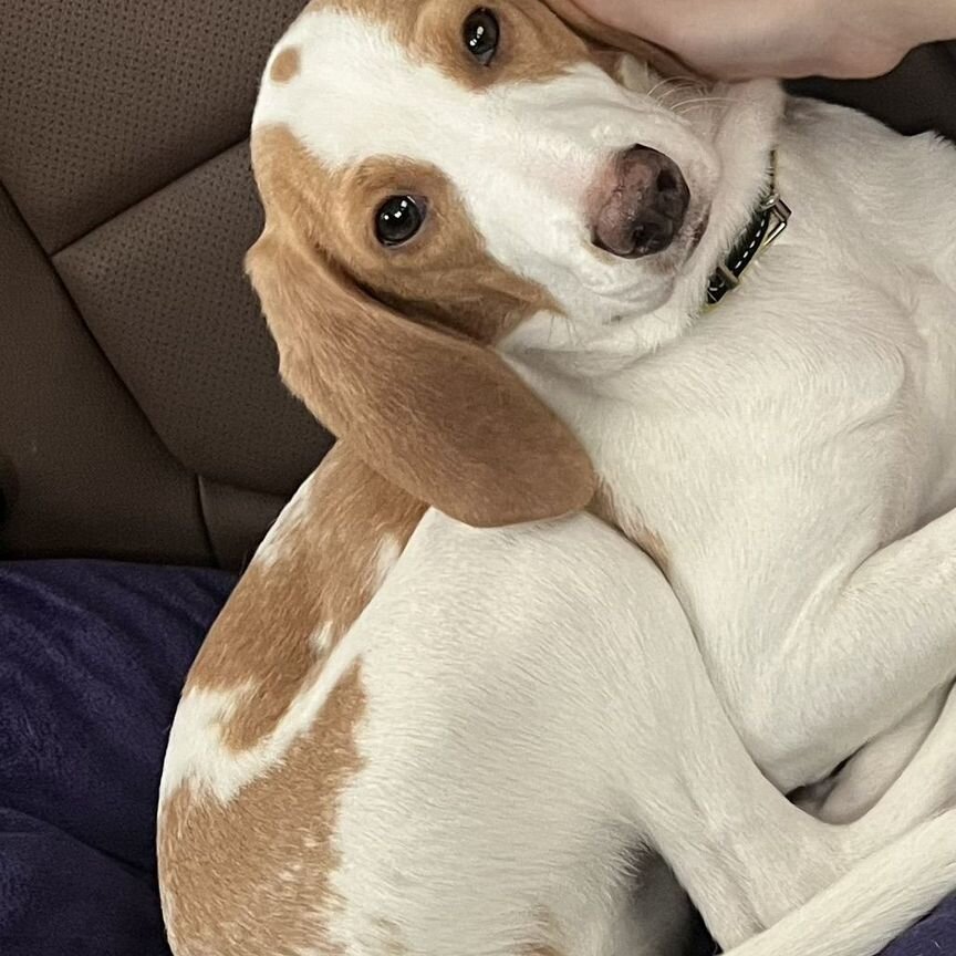 Эстонская гончая