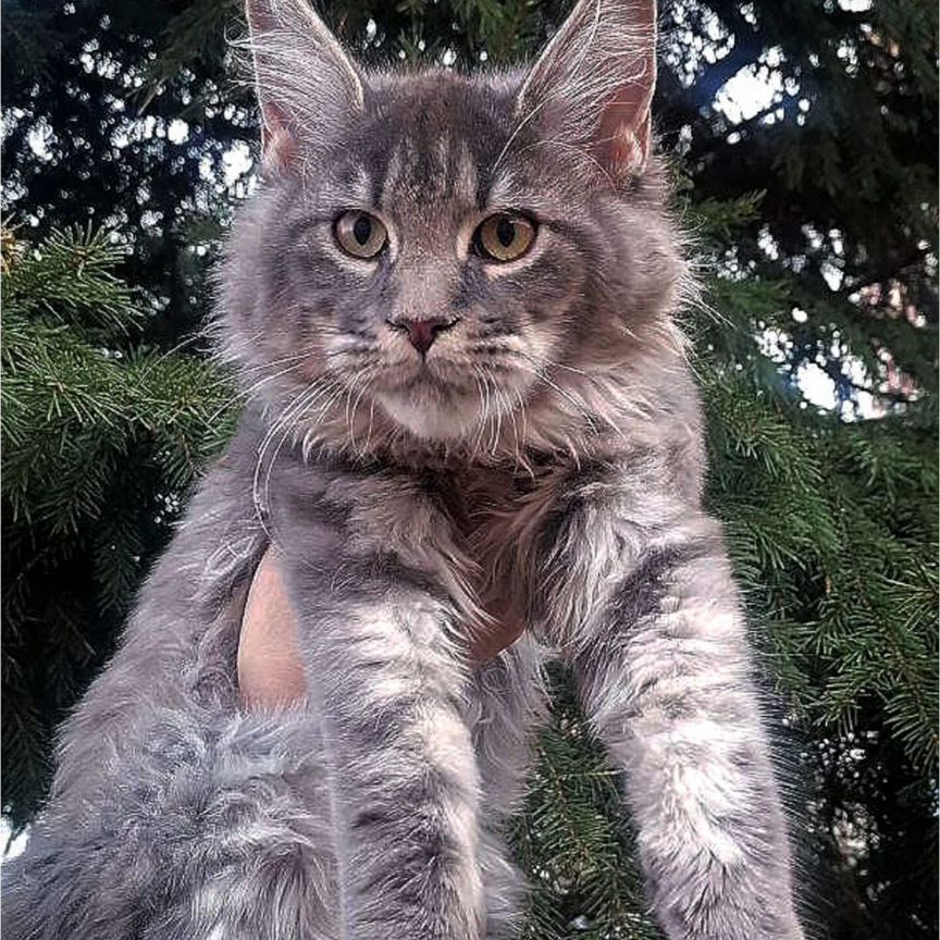 Котята мейн-кун, мейн-кун, Красноярск