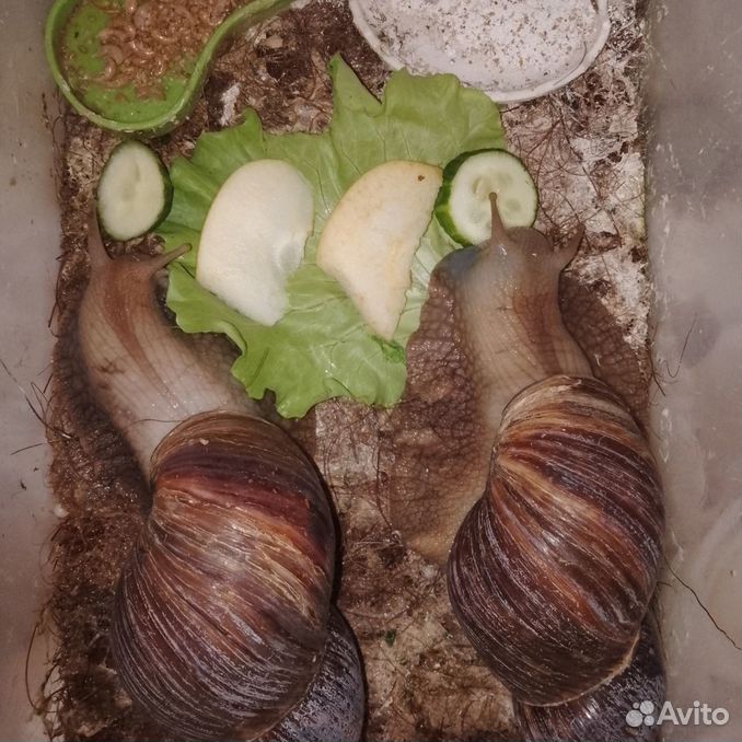 Улитки ахатины бесплатно