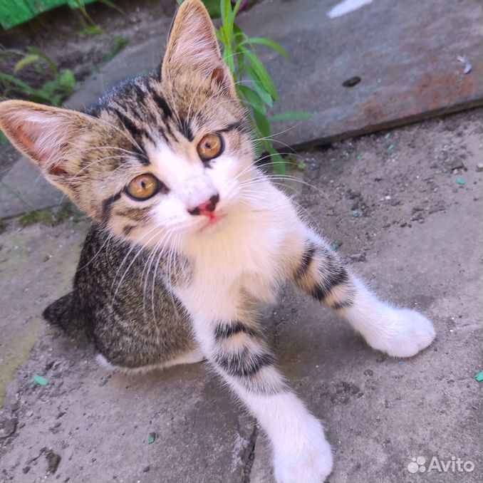 Котенок с красивой расцветкой