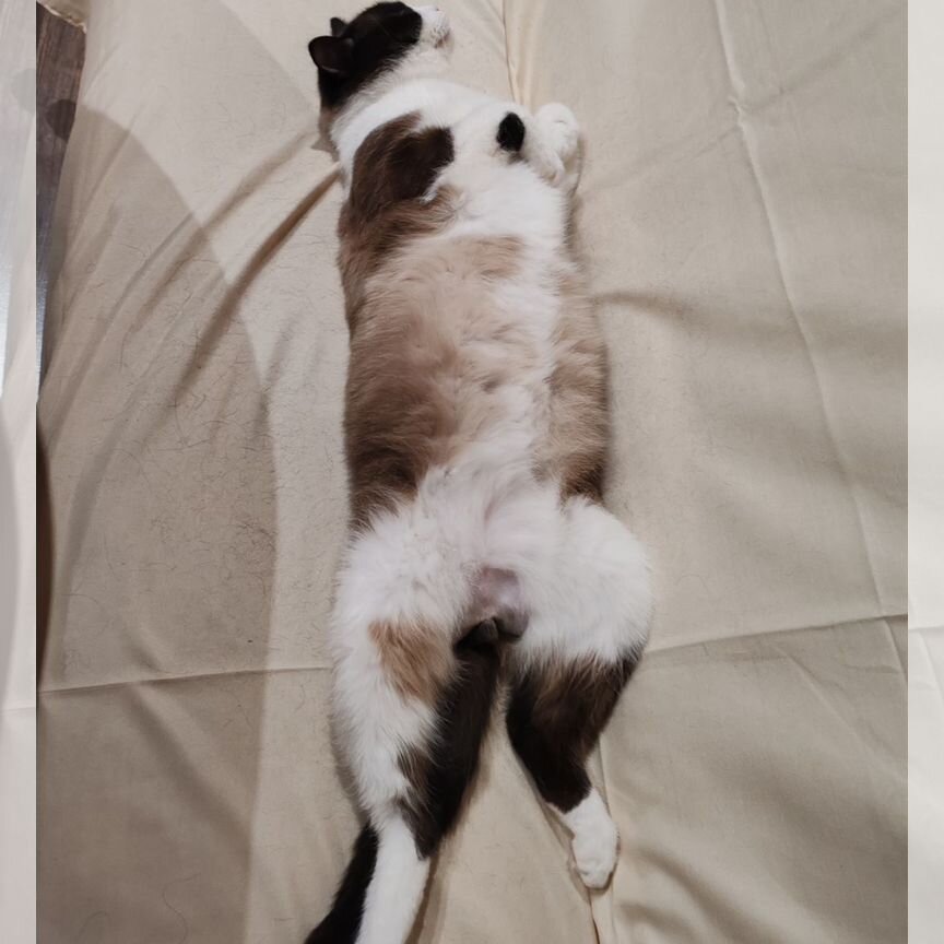 Сноу-Шу, взрослый кот