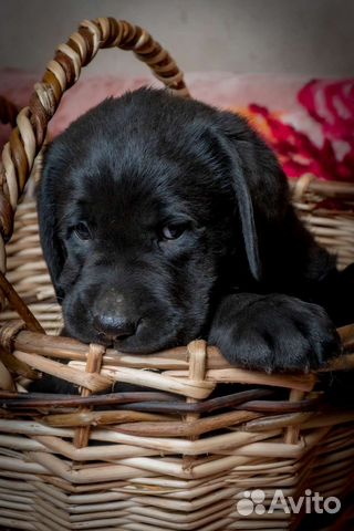 Щенки Лабрадора