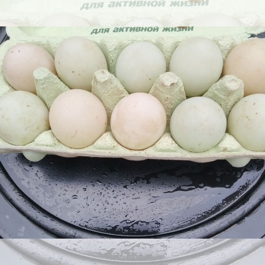 Утиные яйца