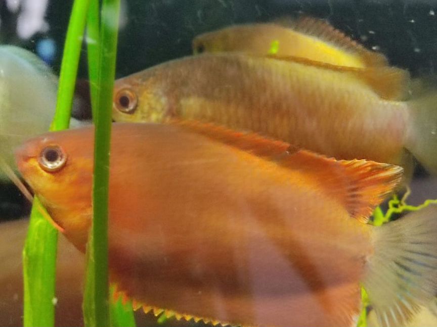 Половозрелые гурами