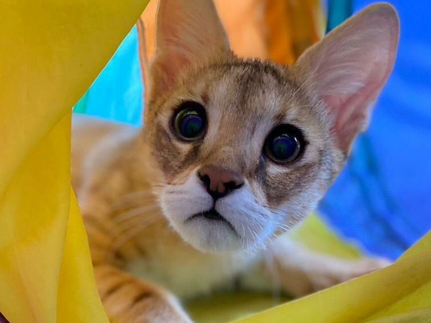 Котята чаузи ф1