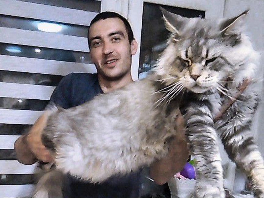 Кот для вязки мейн-кун